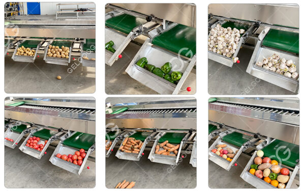 Achieve Precision Potato Size Sorting Machine